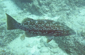 Discover the Marine life of Boa Vista in Cape Verde – DcRiamar